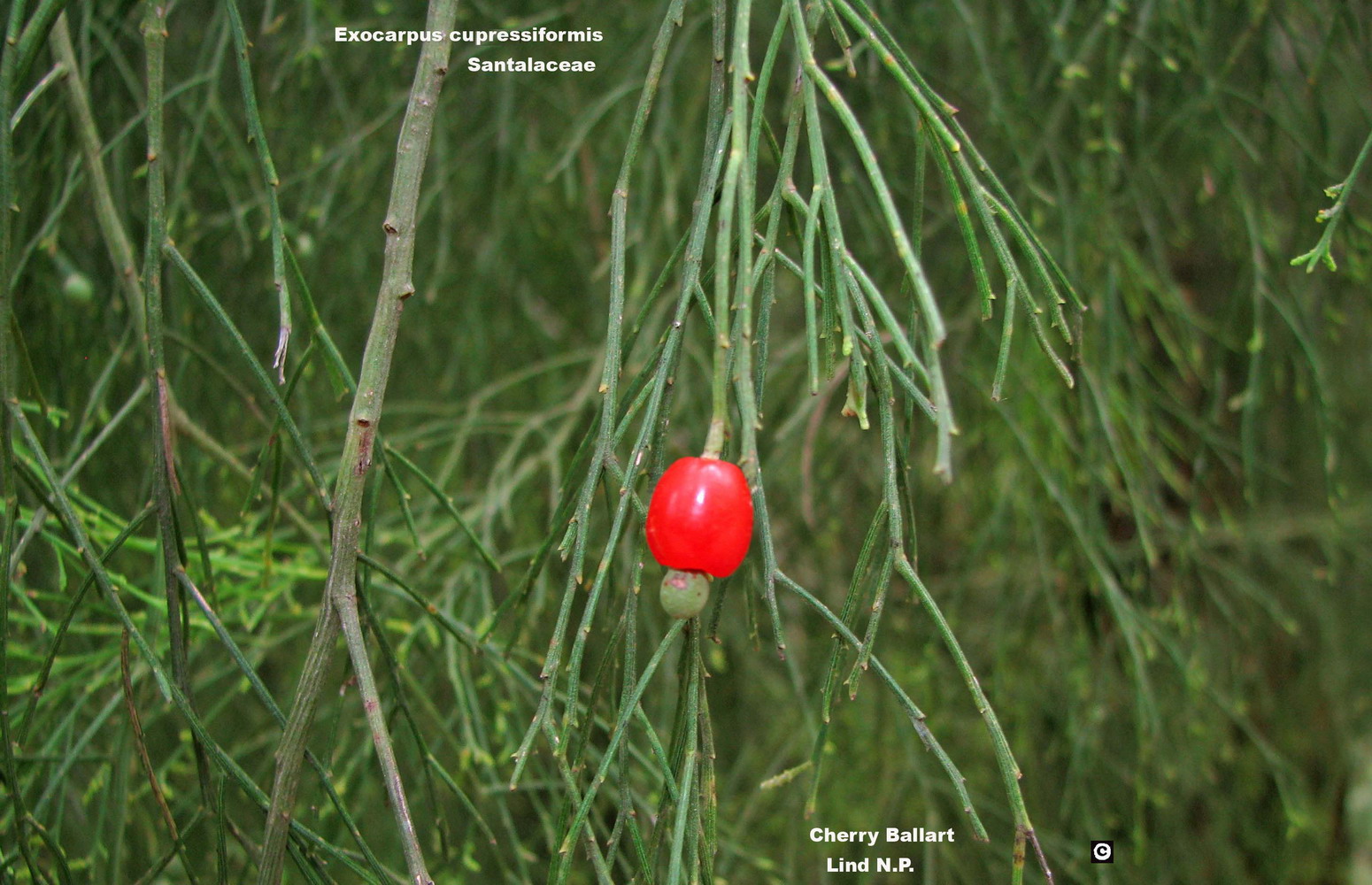 Native Cherry - Woolshed Thurgoona Landcare Group